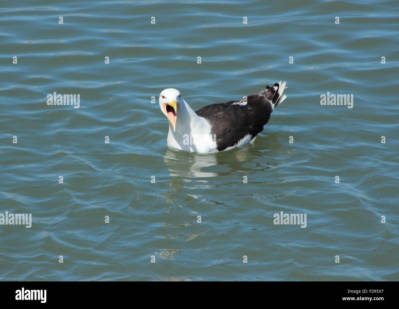 Angry Screaming Seagull on Water looking Straight Ahead Stock Photo - Alamy