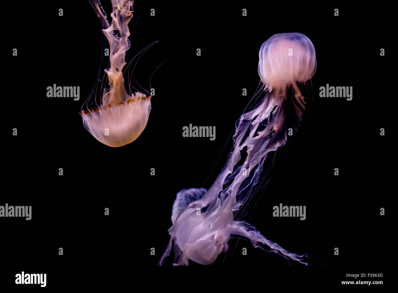 Jellyfish trio hi-res stock photography and images - Alamy
