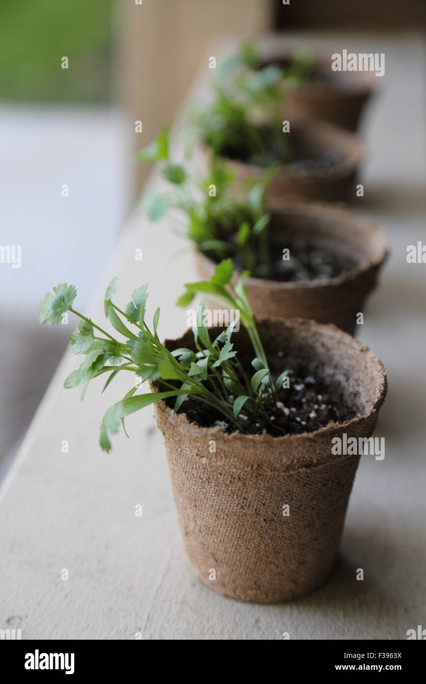 Seedlings in pots on a ledge Stock Photo - Alamy