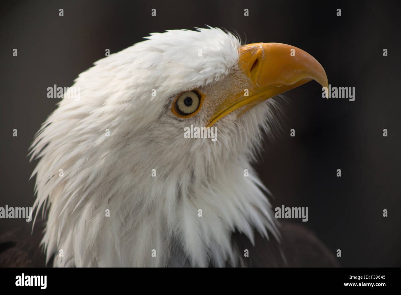 A bald eagle profile Stock Photo - Alamy