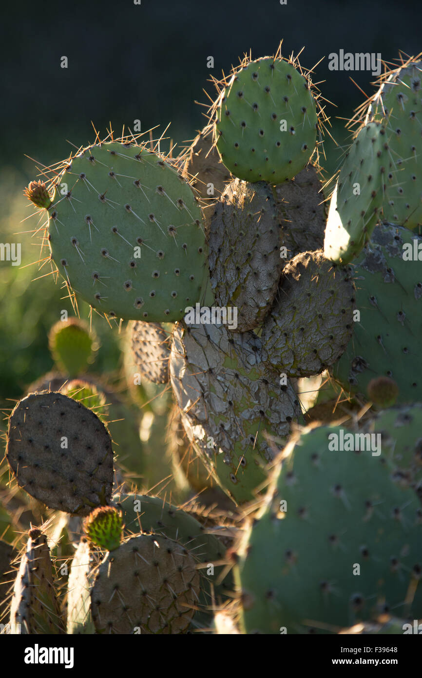 Cactus in sunlight Stock Photo - Alamy
