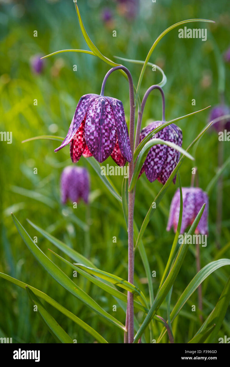 English snakes hi-res stock photography and images - Alamy