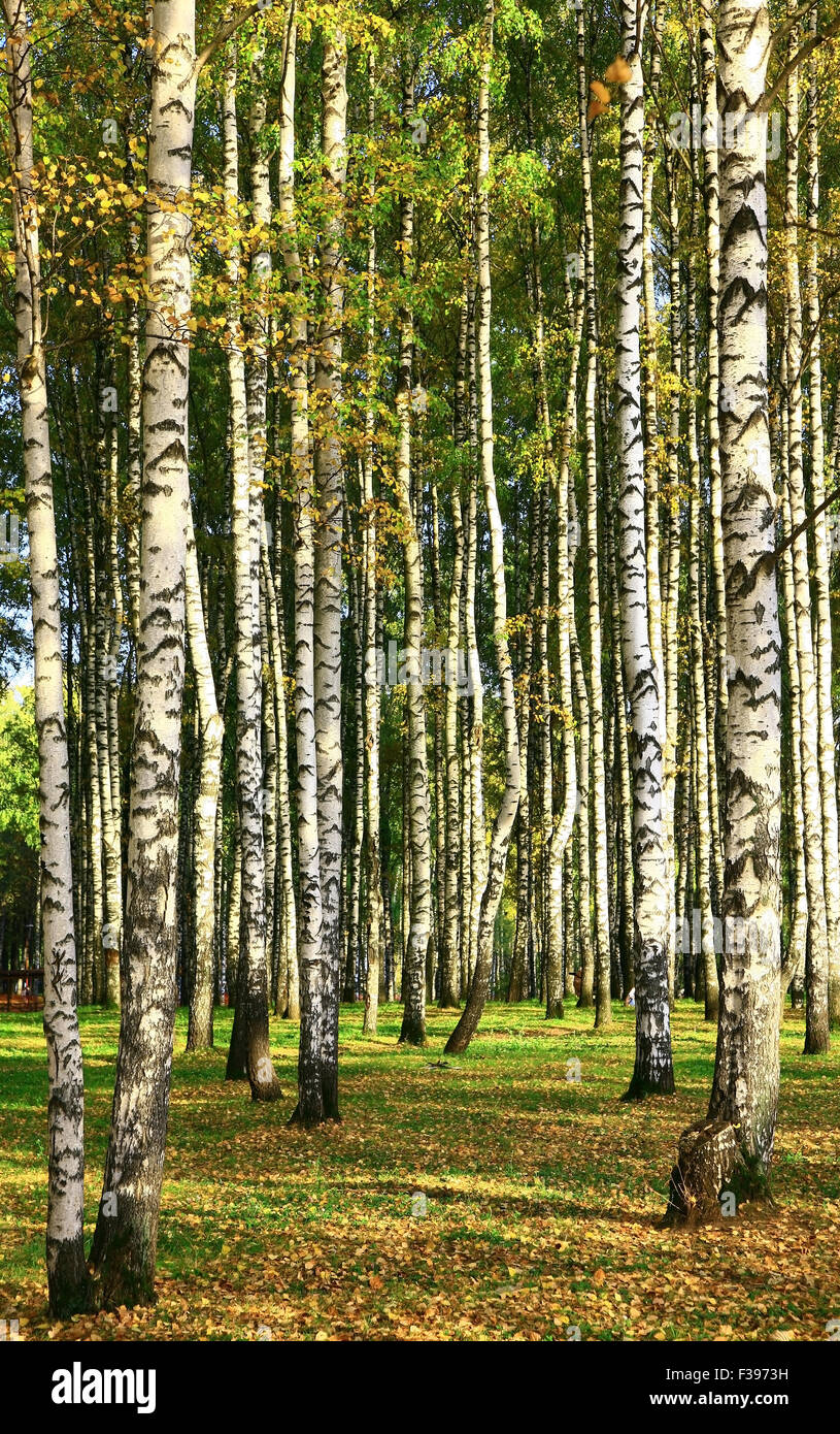 Forest birch trees leaves hi-res stock photography and images - Alamy