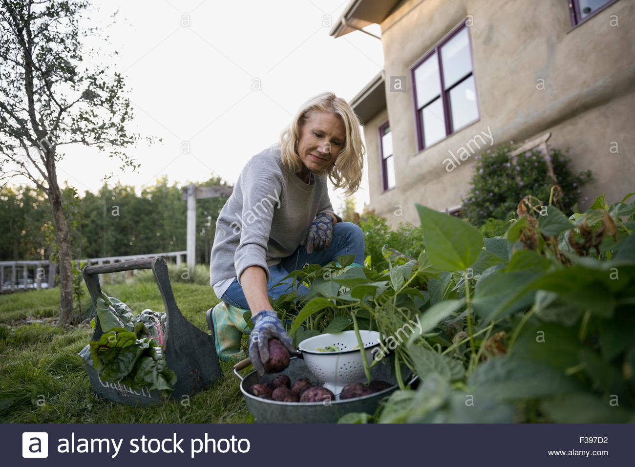Woman potato hi-res stock photography and images - Alamy