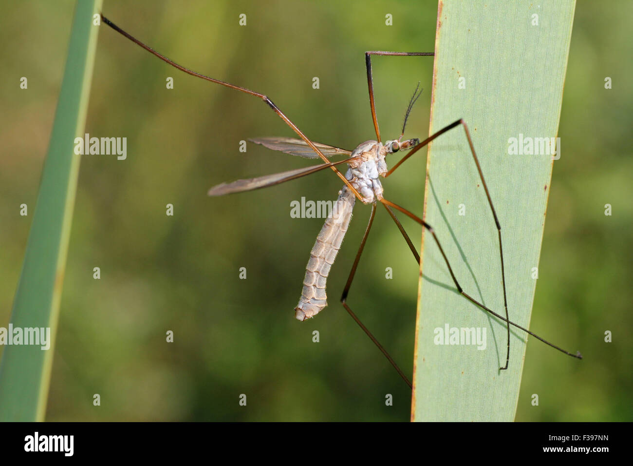 Cranefly Tipula paludosa Stock Photo - Alamy