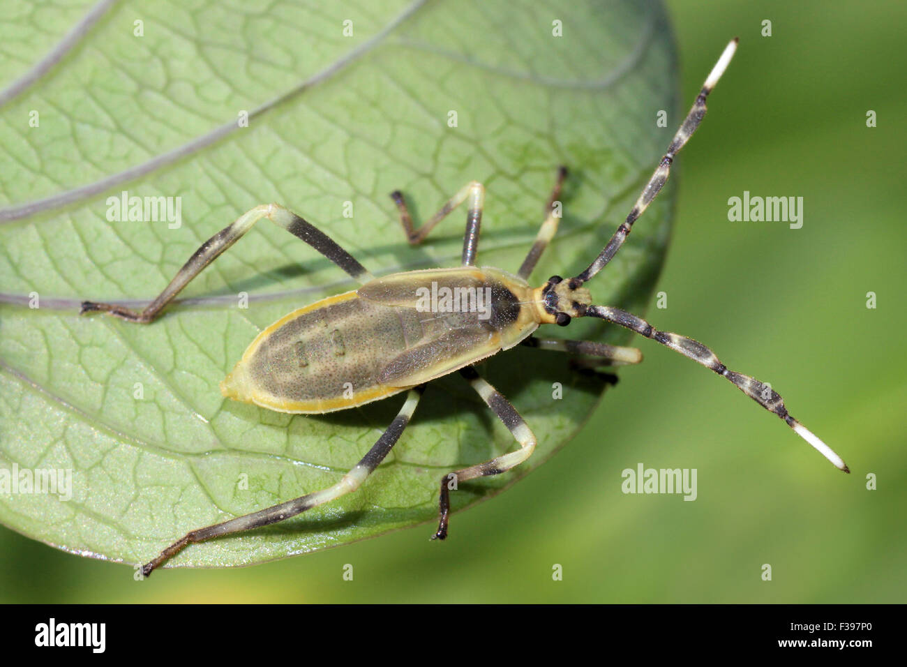 Bug Nymph, Peru Stock Photo - Alamy