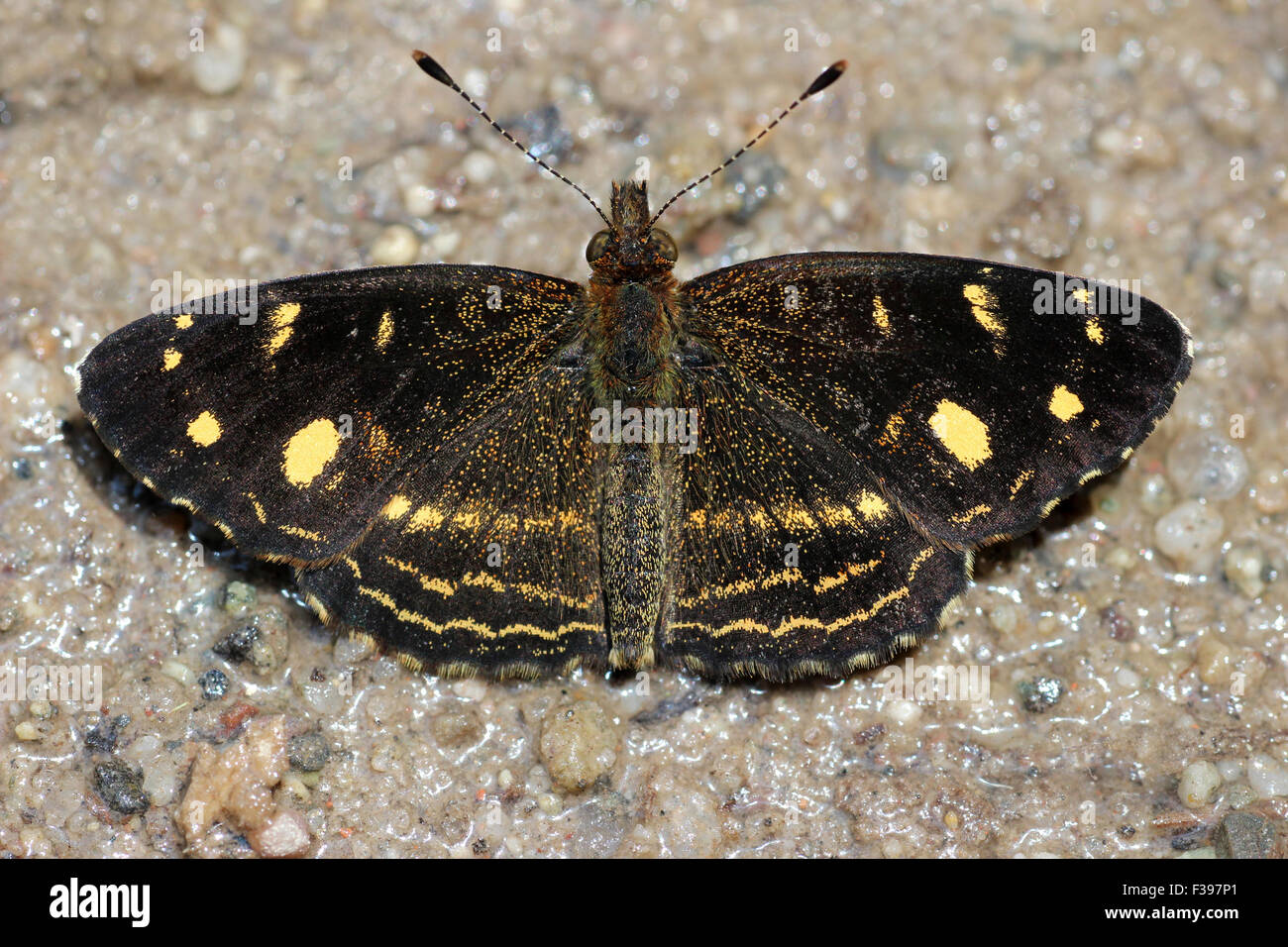 Dagon catula hi-res stock photography and images - Alamy