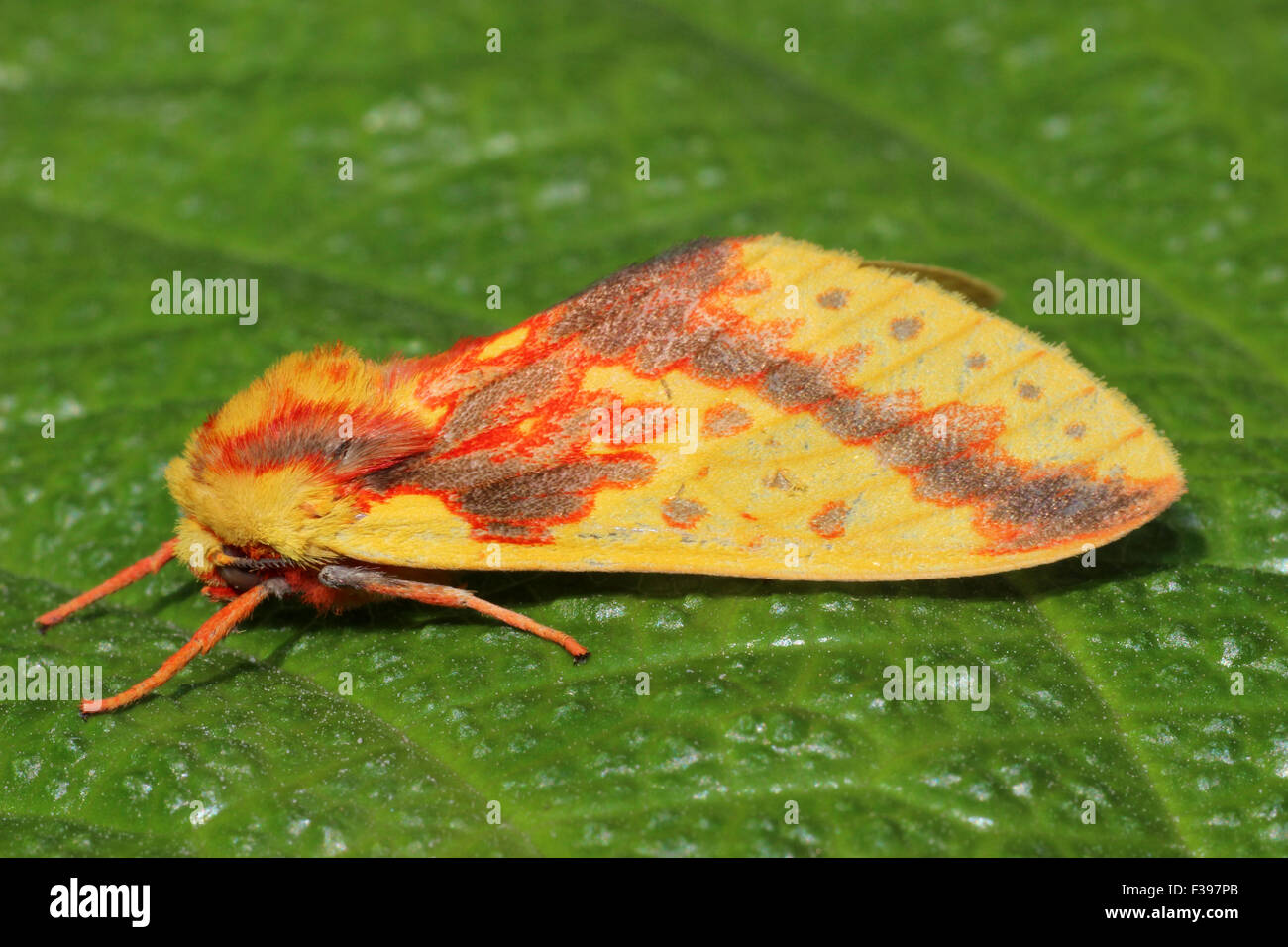 Arctiid moths hi-res stock photography and images - Alamy
