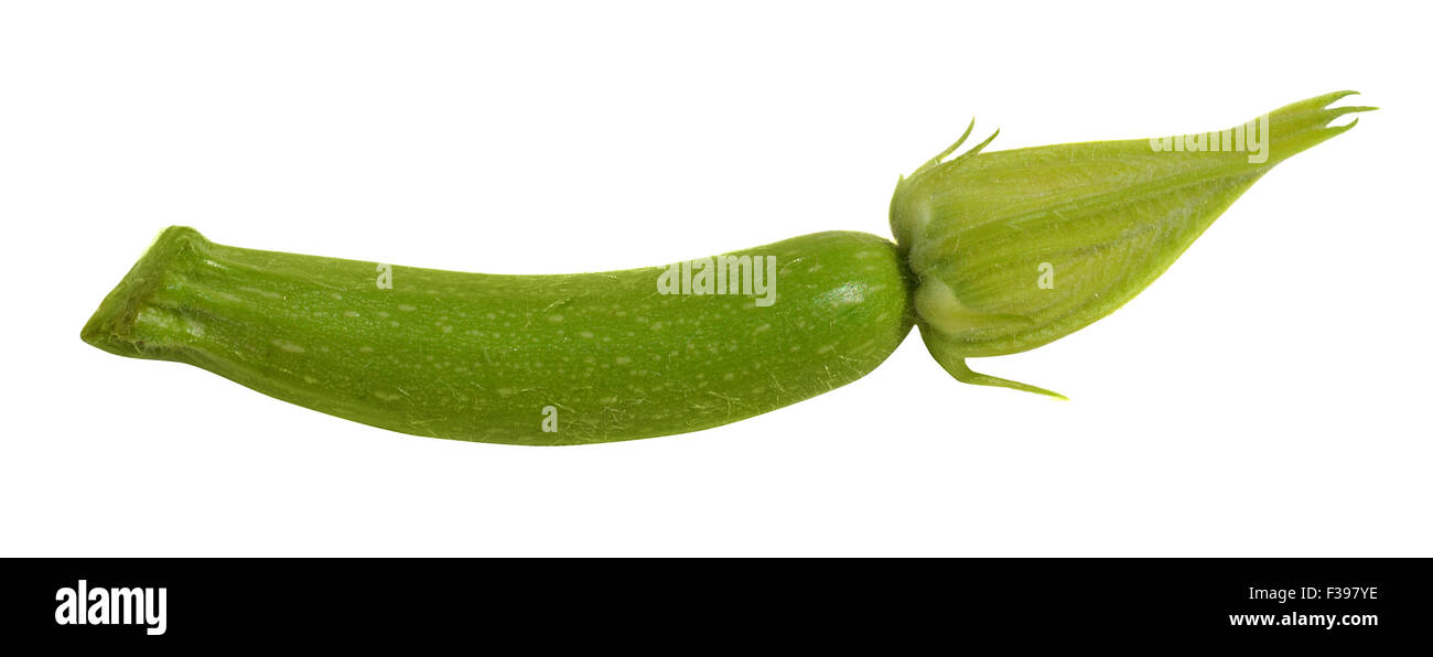 Baby zucchini with bud Stock Photo - Alamy