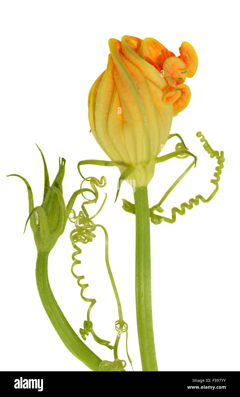 Yellow zucchini blossoms with tendril on white background Stock Photo ...