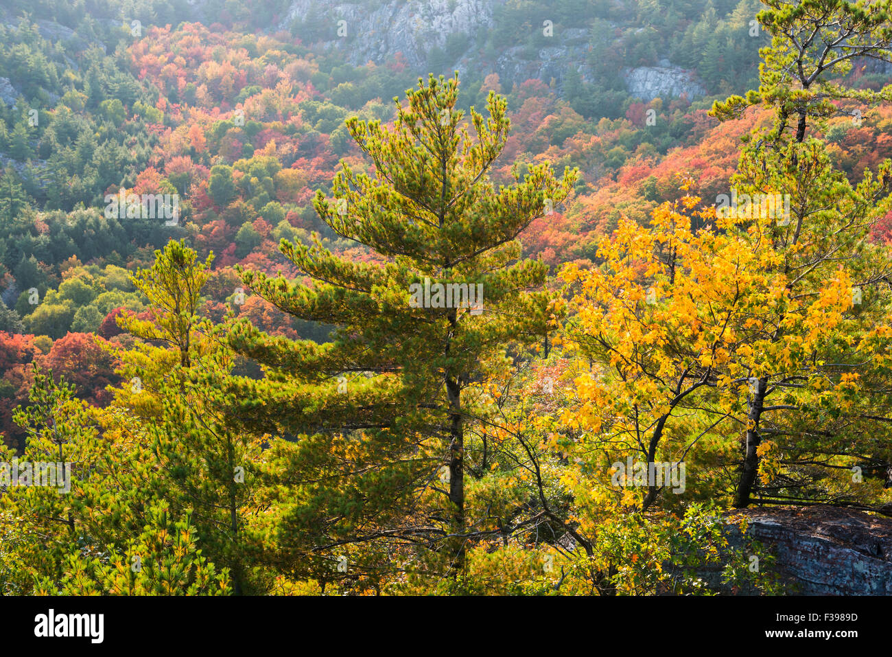 Fall foliage on rich mountain hi-res stock photography and images - Alamy