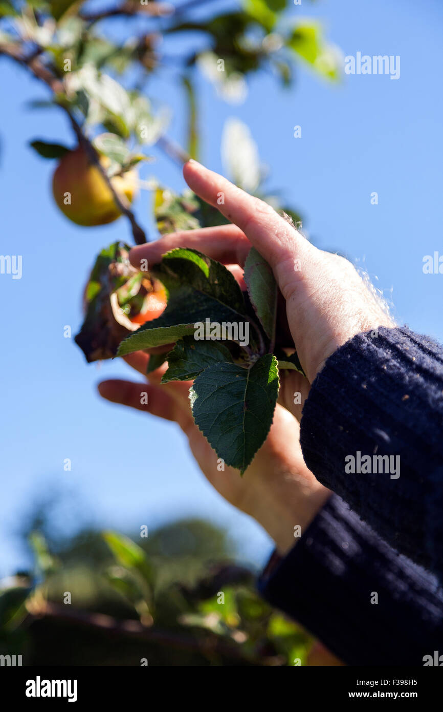 Picking fruit tree hi-res stock photography and images - Alamy