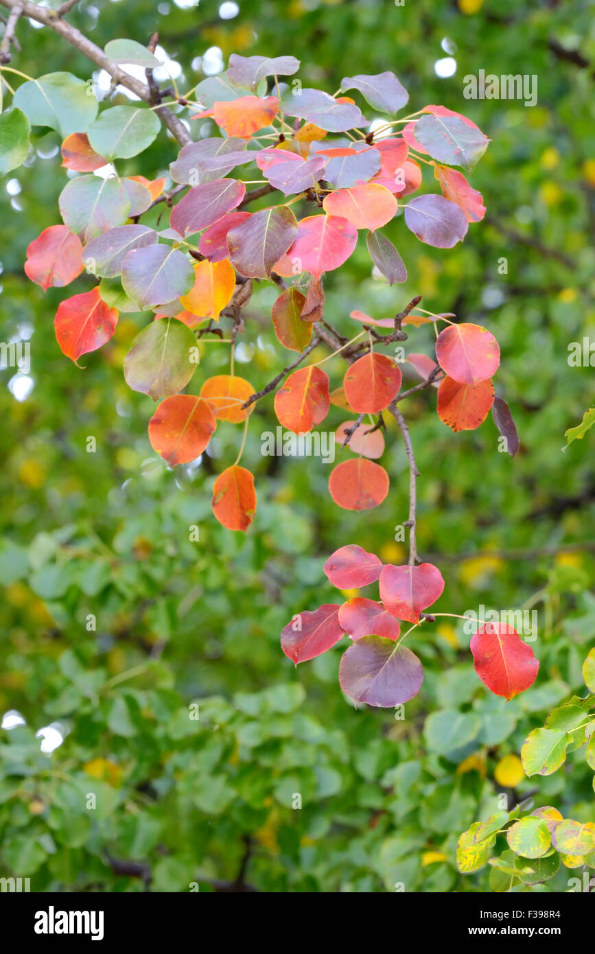 Pyrus Calleryana Aristocrat Fall Color