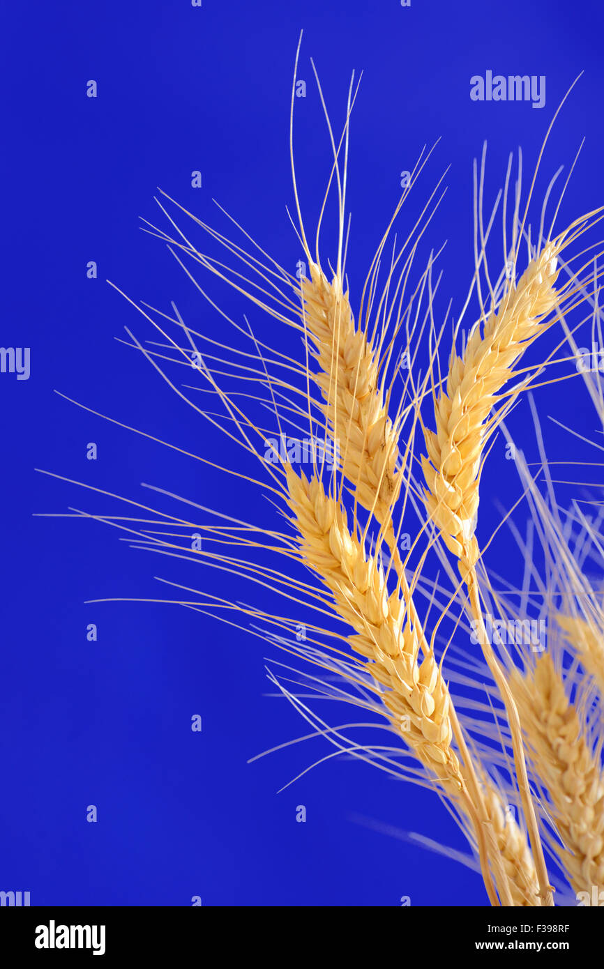 Ears of wheat hi-res stock photography and images - Alamy
