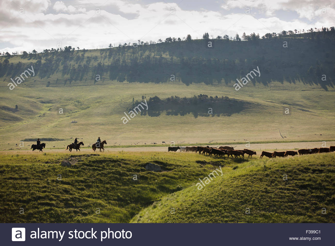 Cattle in the distance hi-res stock photography and images - Alamy