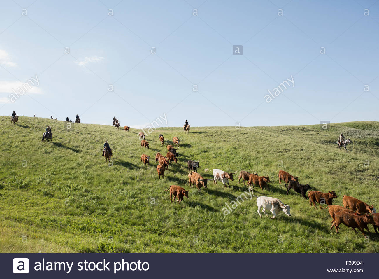 Female ranchers horseback herding cattle on sunny hillside Stock Photo ...
