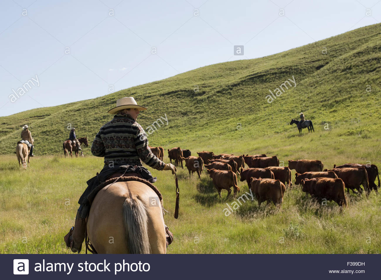 Real cowboy riding horse cattle hi-res stock photography and images - Alamy