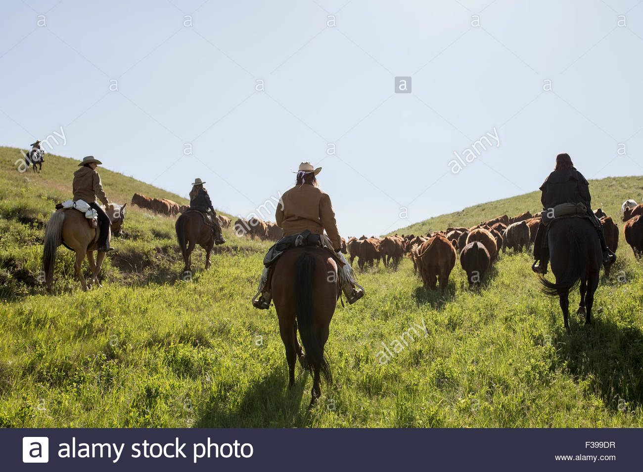 Real cowboy riding horse cattle hi-res stock photography and images - Alamy