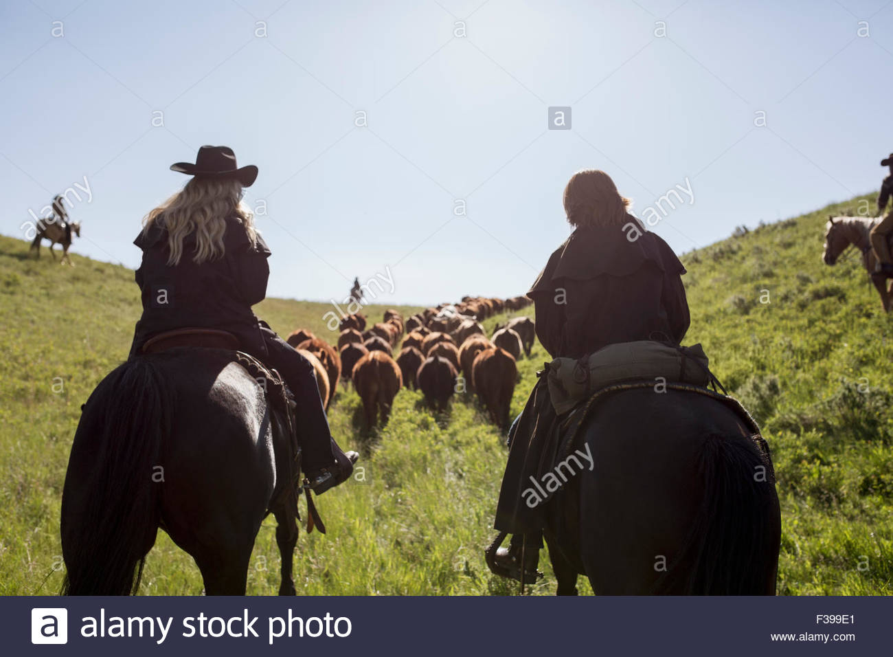 Rancher herding cattle hi-res stock photography and images - Alamy