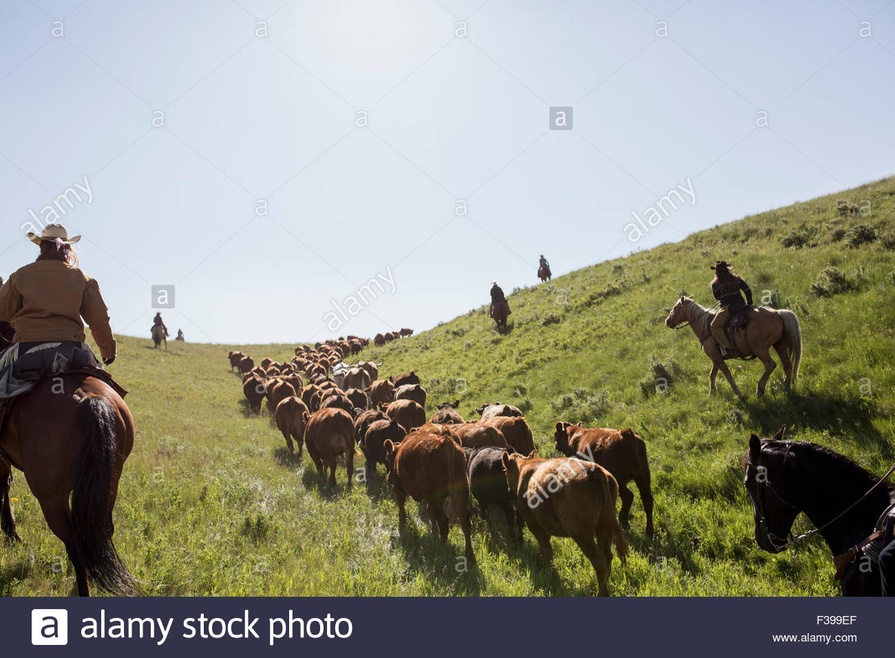 Female ranchers on horseback herding cattle sunny field Stock Photo - Alamy