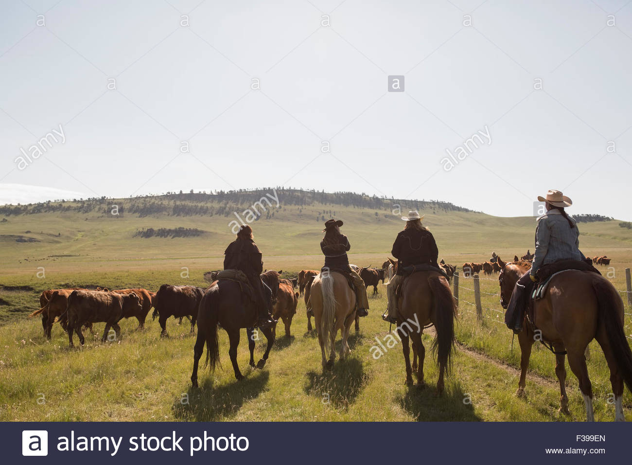 Cowboy Working With Cattle Stock Photos & Cowboy Working With Cattle ...
