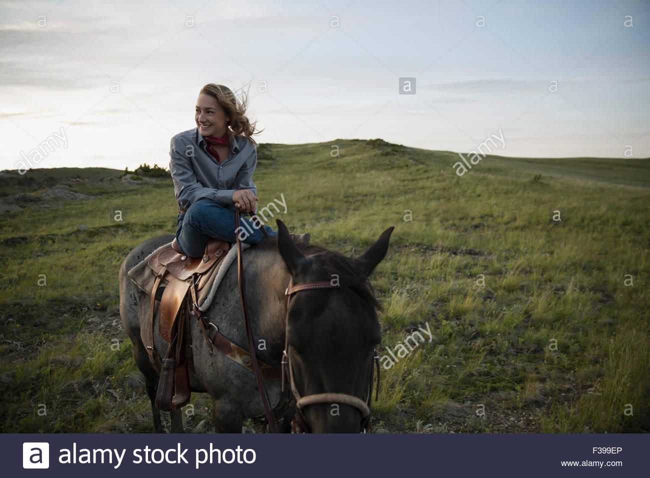 Smiling horse field hi-res stock photography and images - Alamy