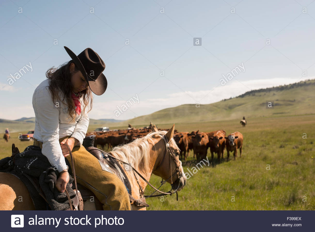 Cowboy Working With Cattle Stock Photos & Cowboy Working With Cattle ...