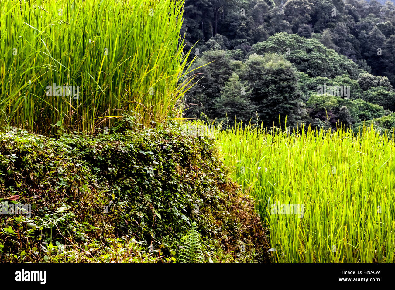 Green rice fields, Sikkim, India Stock Photo - Alamy
