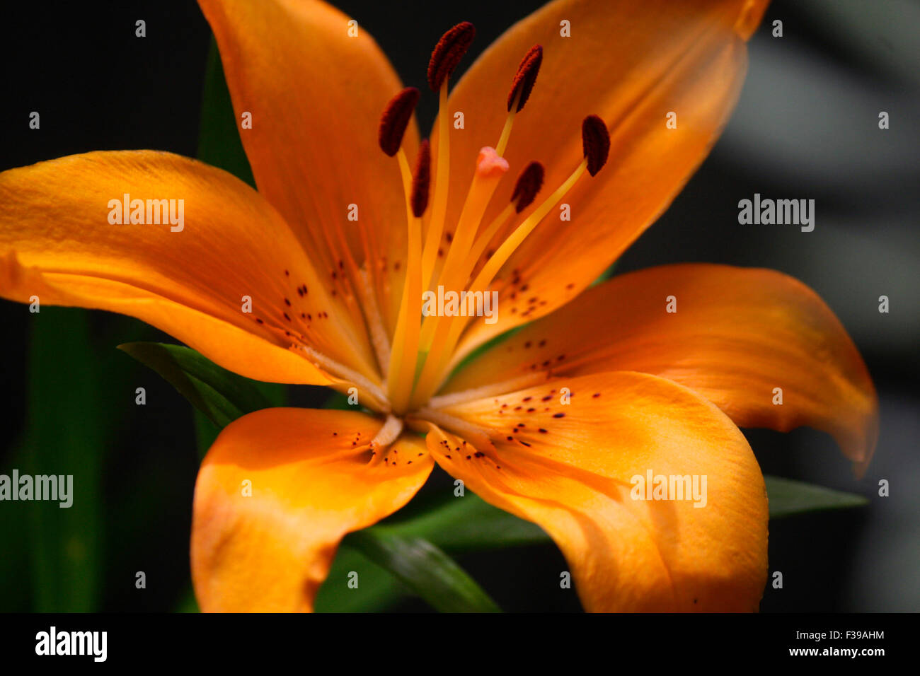 Lillies hi-res stock photography and images - Alamy