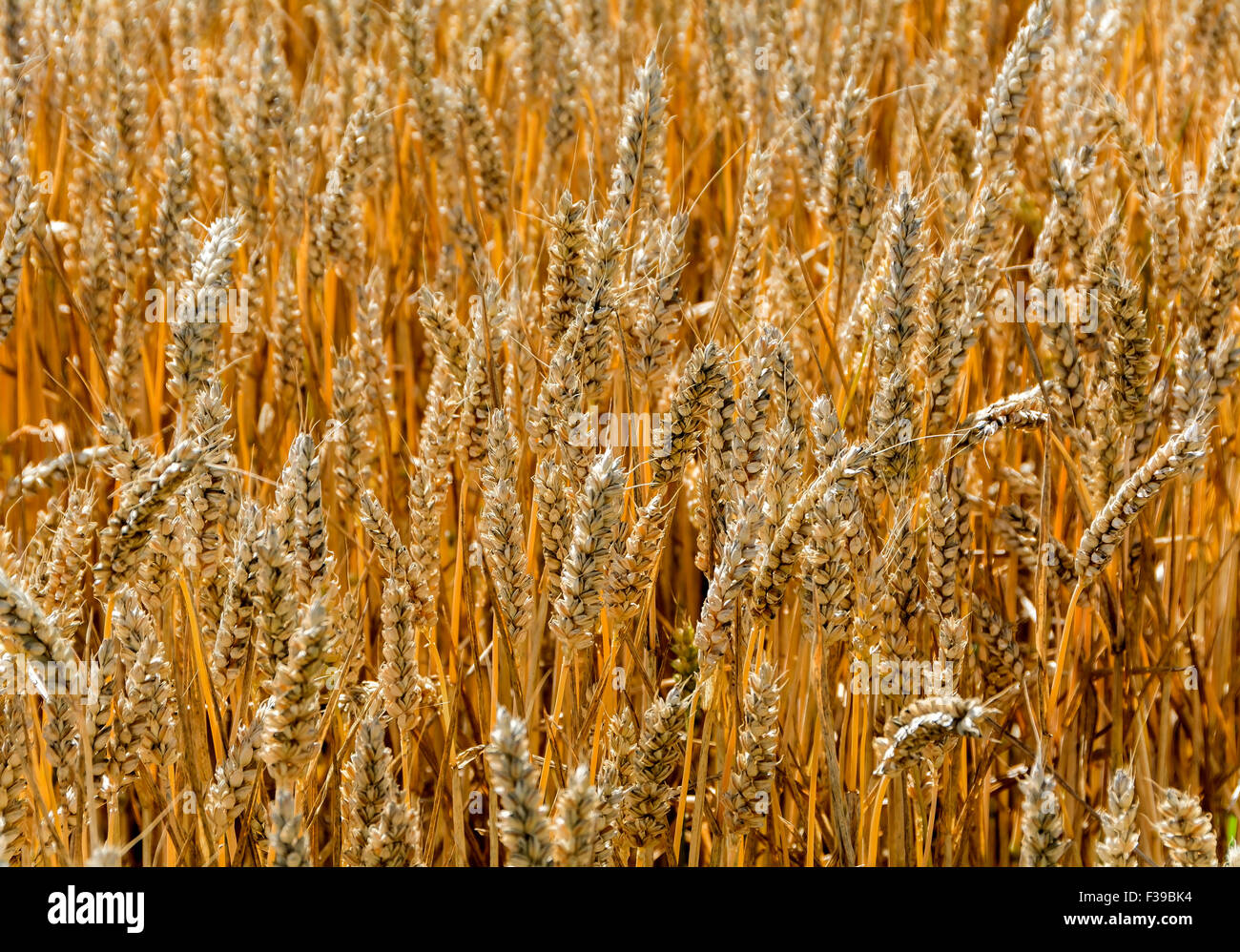 Cereal crop wheatfield hi-res stock photography and images - Alamy