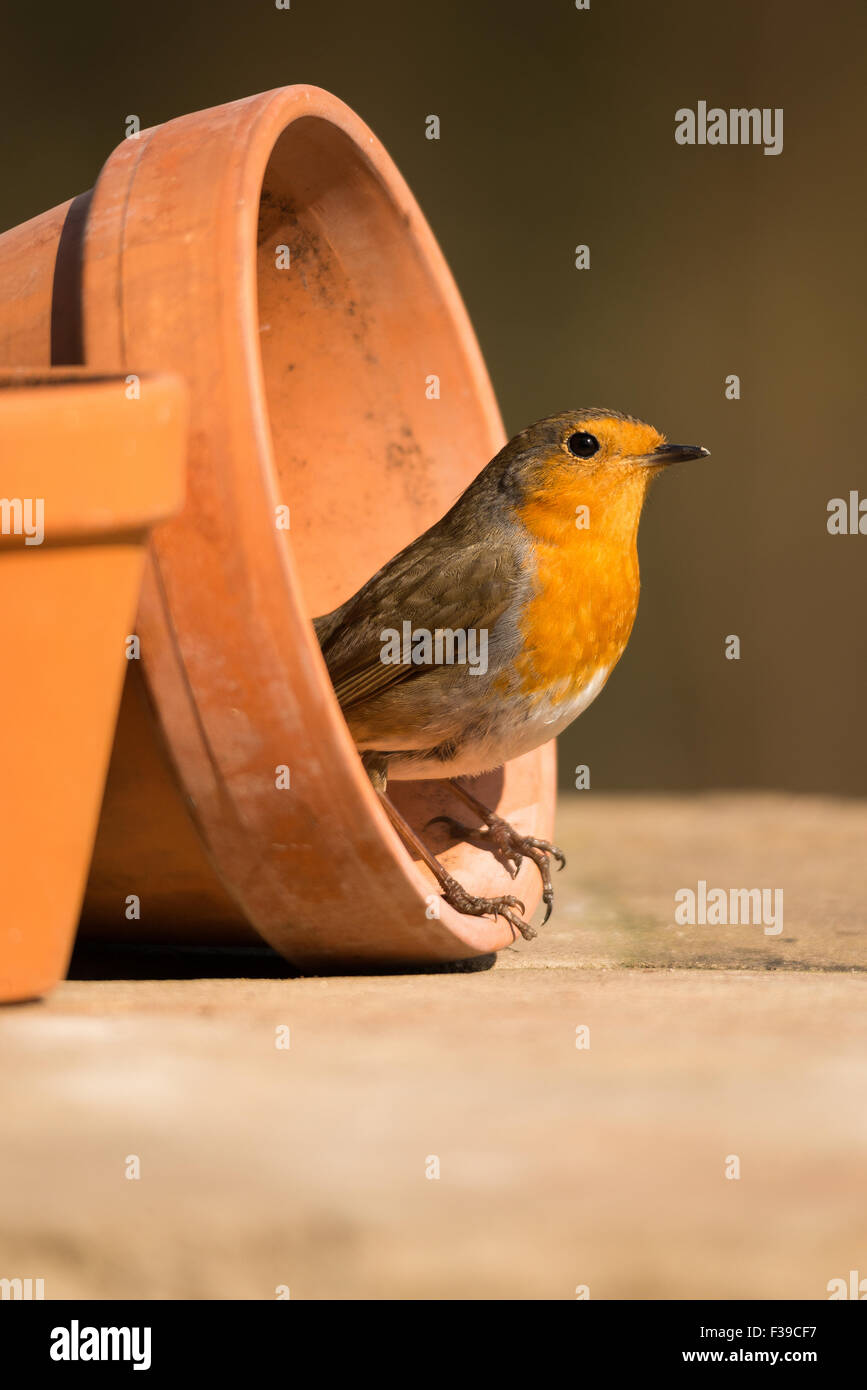 Robin stone hi-res stock photography and images - Alamy