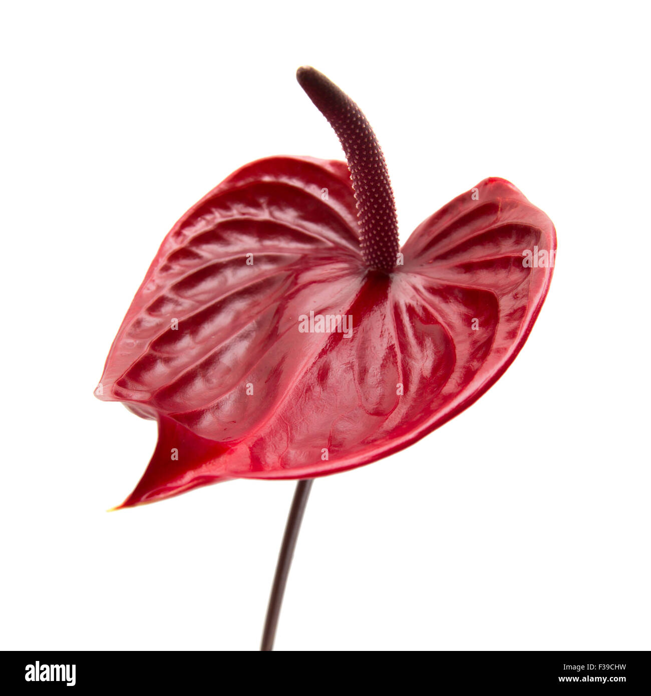 dark red anthurium isolated on white background Stock Photo - Alamy