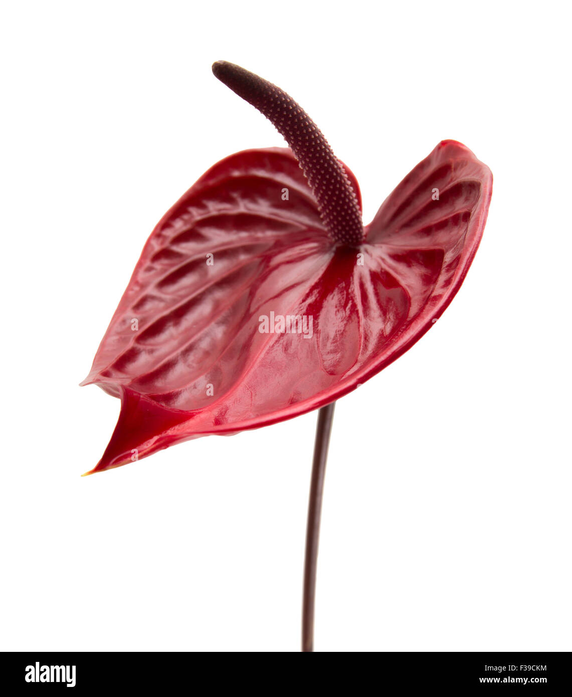 dark red anthurium isolated on white background Stock Photo - Alamy