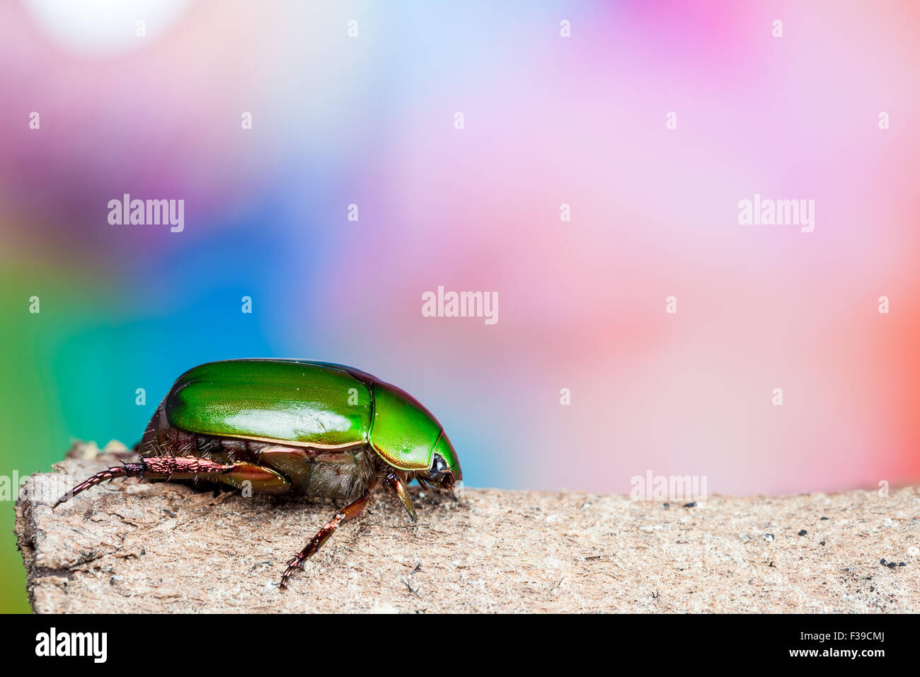 Beautiful green beetle in hi-res stock photography and images - Alamy