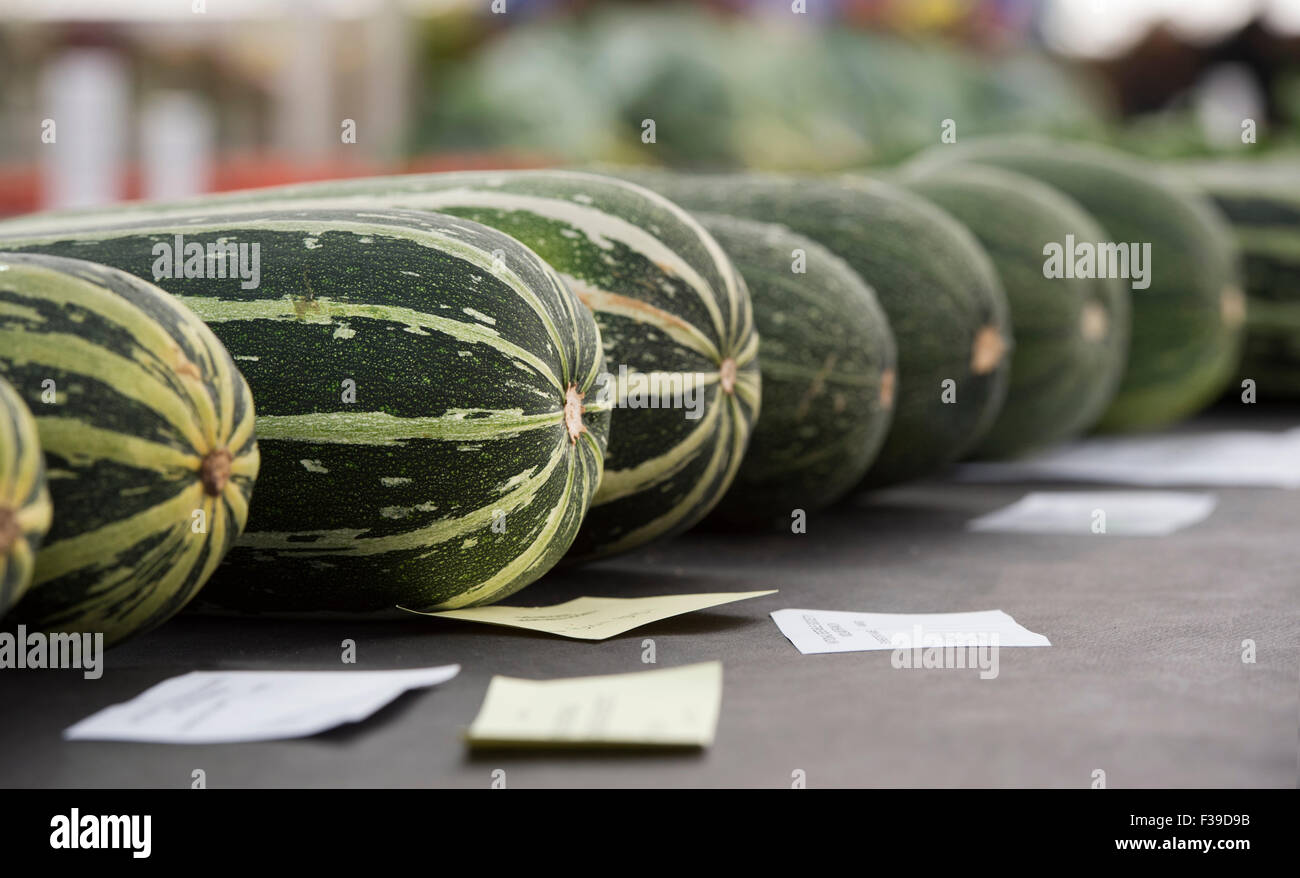 Show Marrows on display at an Show. UK Stock Photo - Alamy