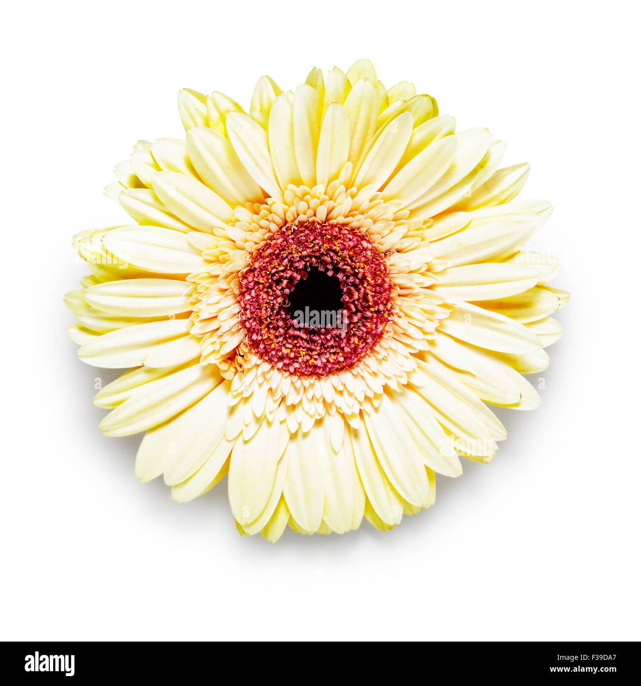 Gerbera daisy flower head isolated on white background. Design element ...