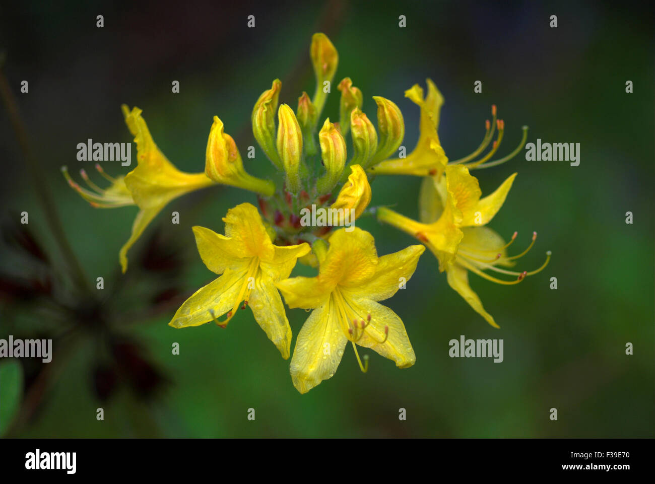 azalea luteum garden shrub Stock Photo - Alamy