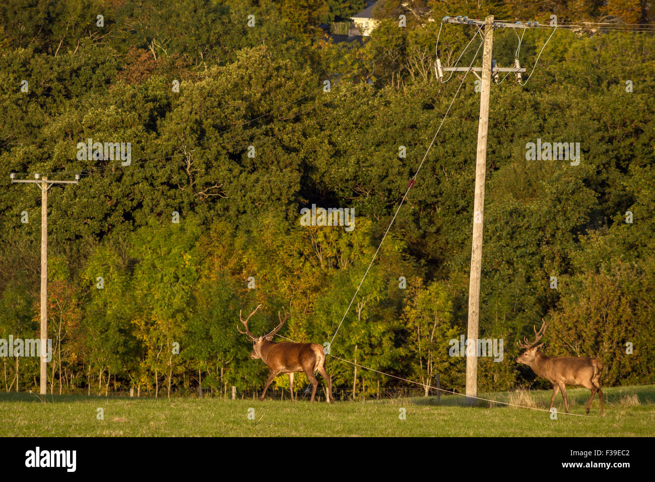 Irish Red deer stag or Cervus Elaphus has a long wire around his ...