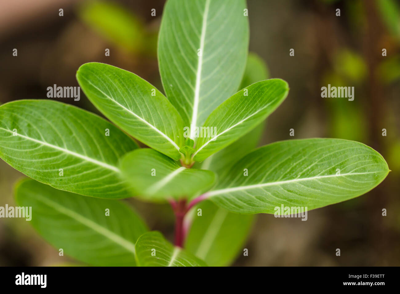 True watercress hi-res stock photography and images - Alamy
