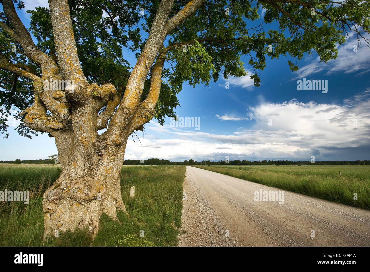 Old elm at gravel road Stock Photo - Alamy