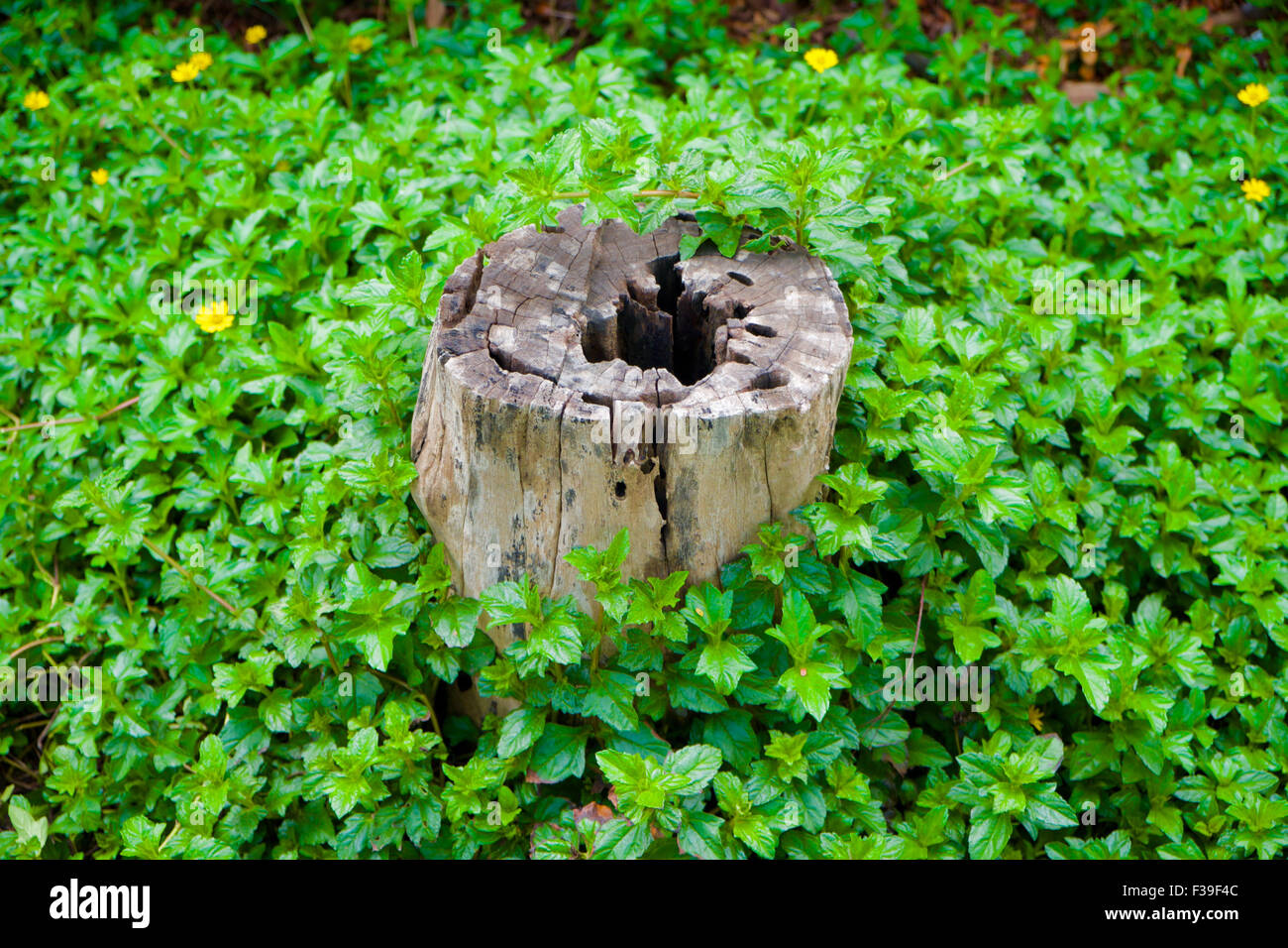 small stump surrounded by green plants Stock Photo - Alamy