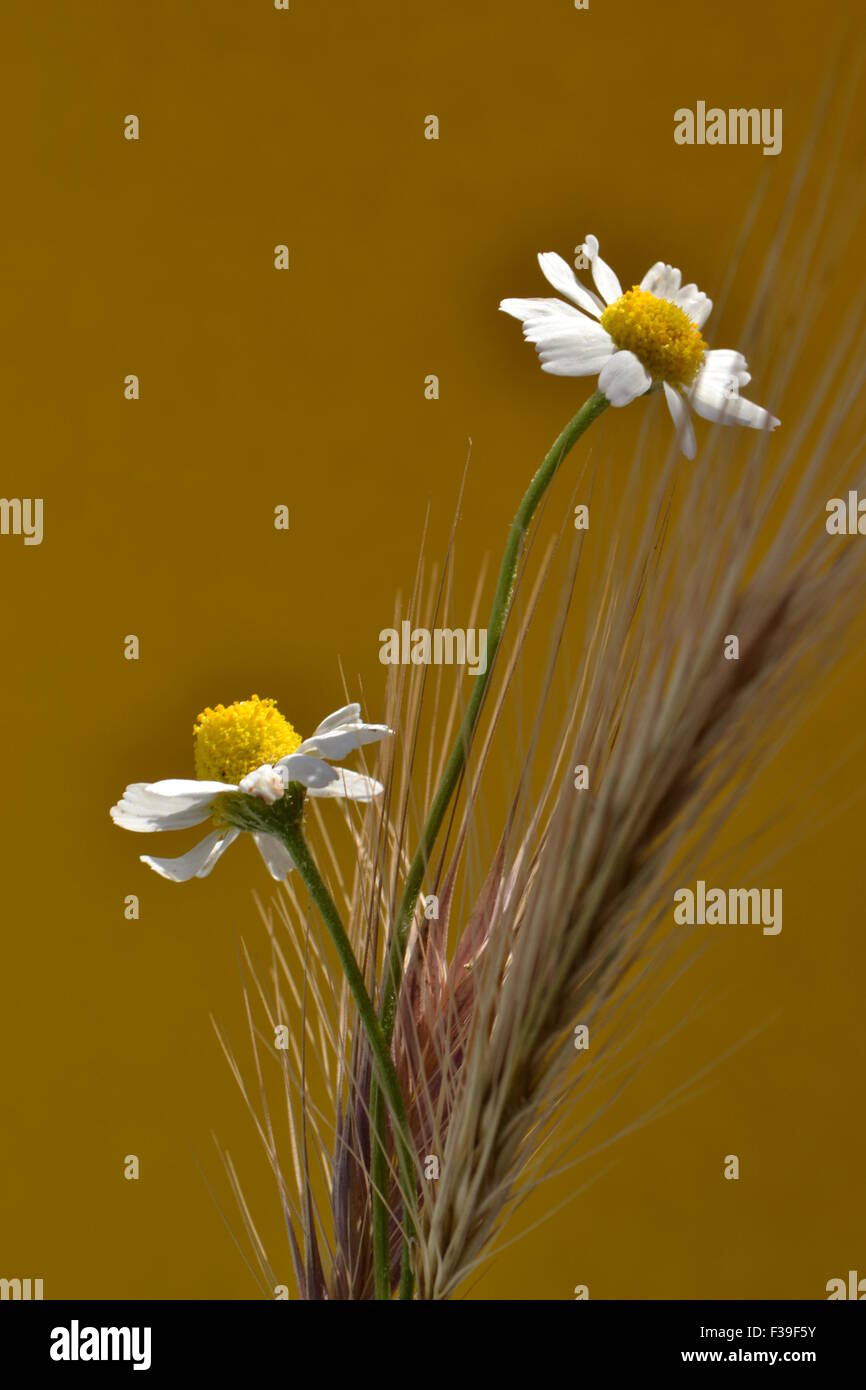 Wildflowers,daisies,flowers,Daisy, two,Virgo,various flowers,yellow ...