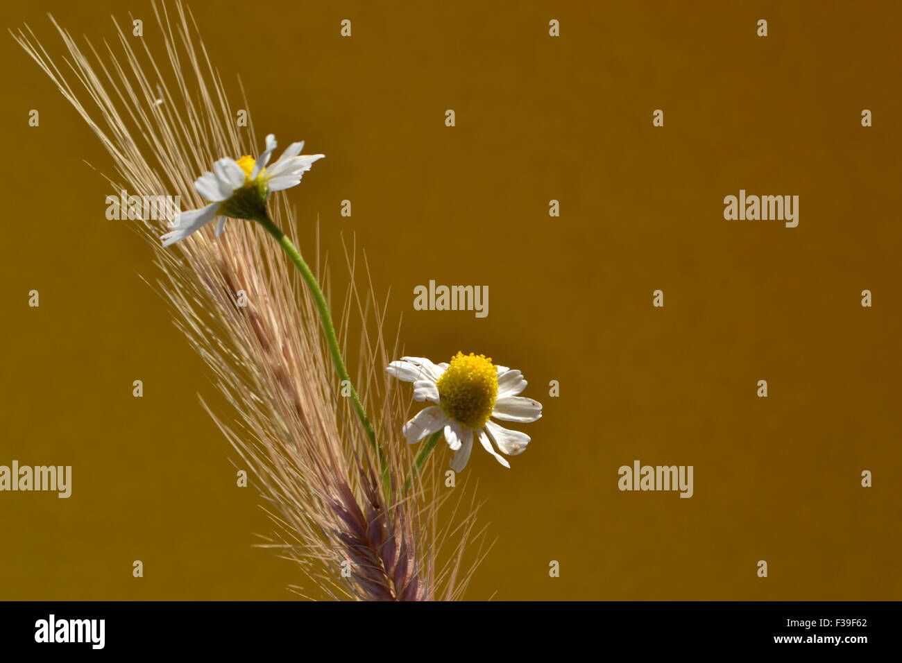 Wildflowers,daisies,flowers,Daisy, two,Virgo,various flowers,yellow ...