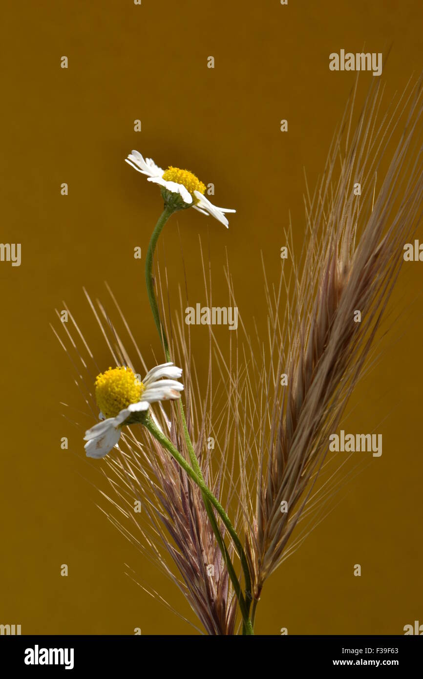 Wildflowers,daisies,flowers,Daisy, two,Virgo,various flowers,yellow ...