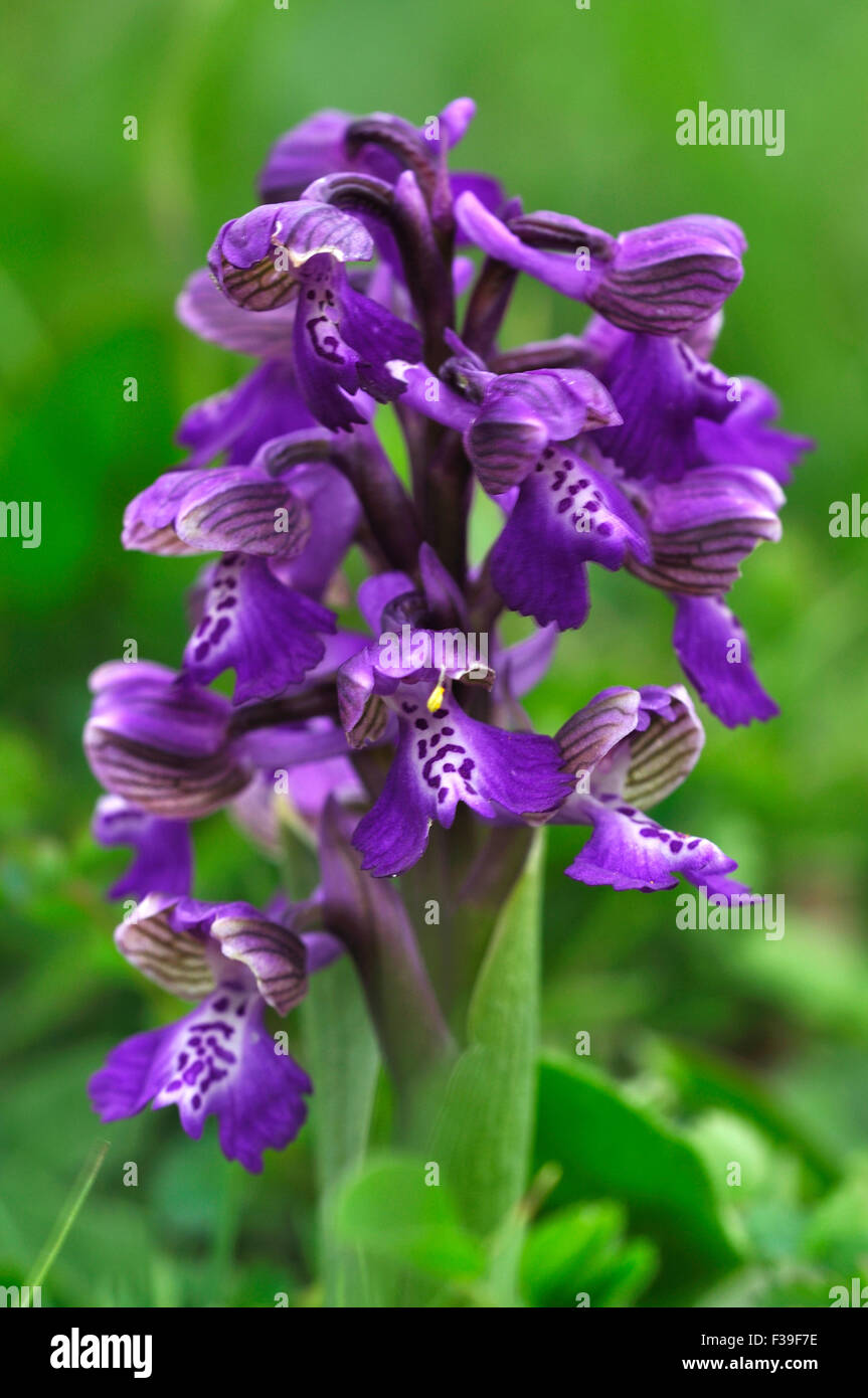 Winged flower hi-res stock photography and images - Alamy