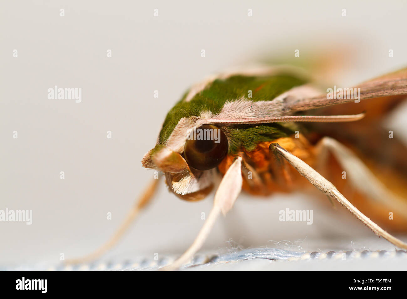 Moth in the nature Stock Photo - Alamy