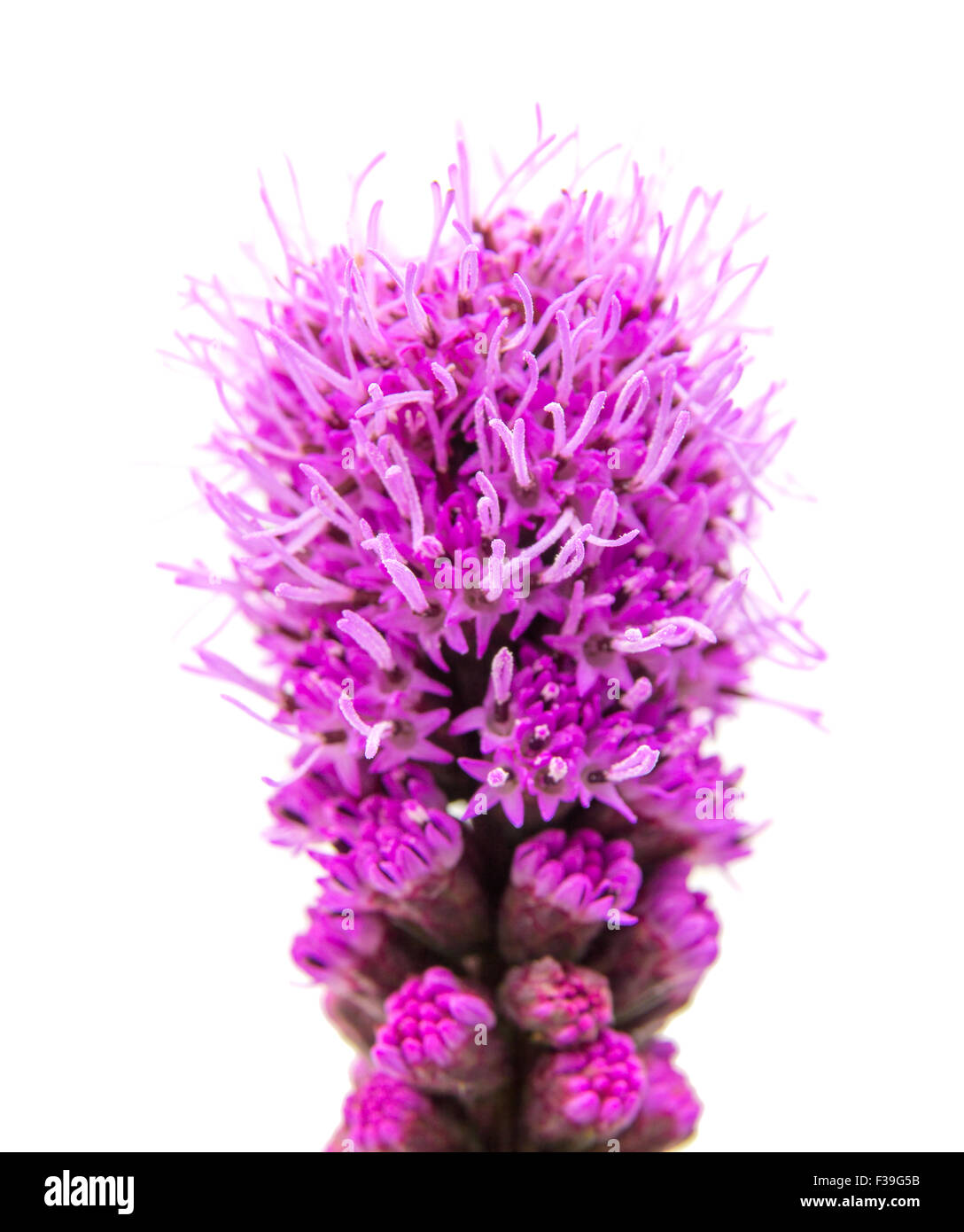 Liatris (/laɪˈætrɨs/;[2] is a genus of flowering plants in the boneset ...
