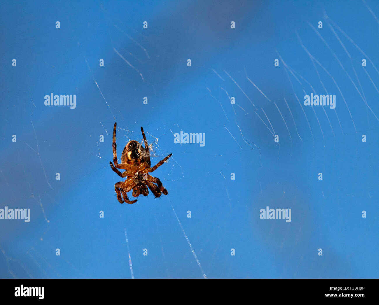 Summer spider web hi-res stock photography and images - Alamy