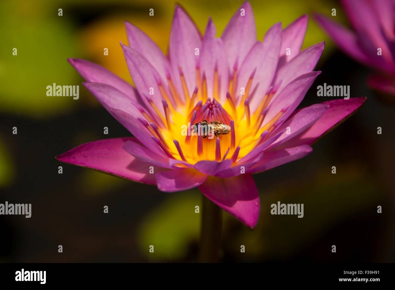 Lotus Flower With Bee Stock Photo - Alamy