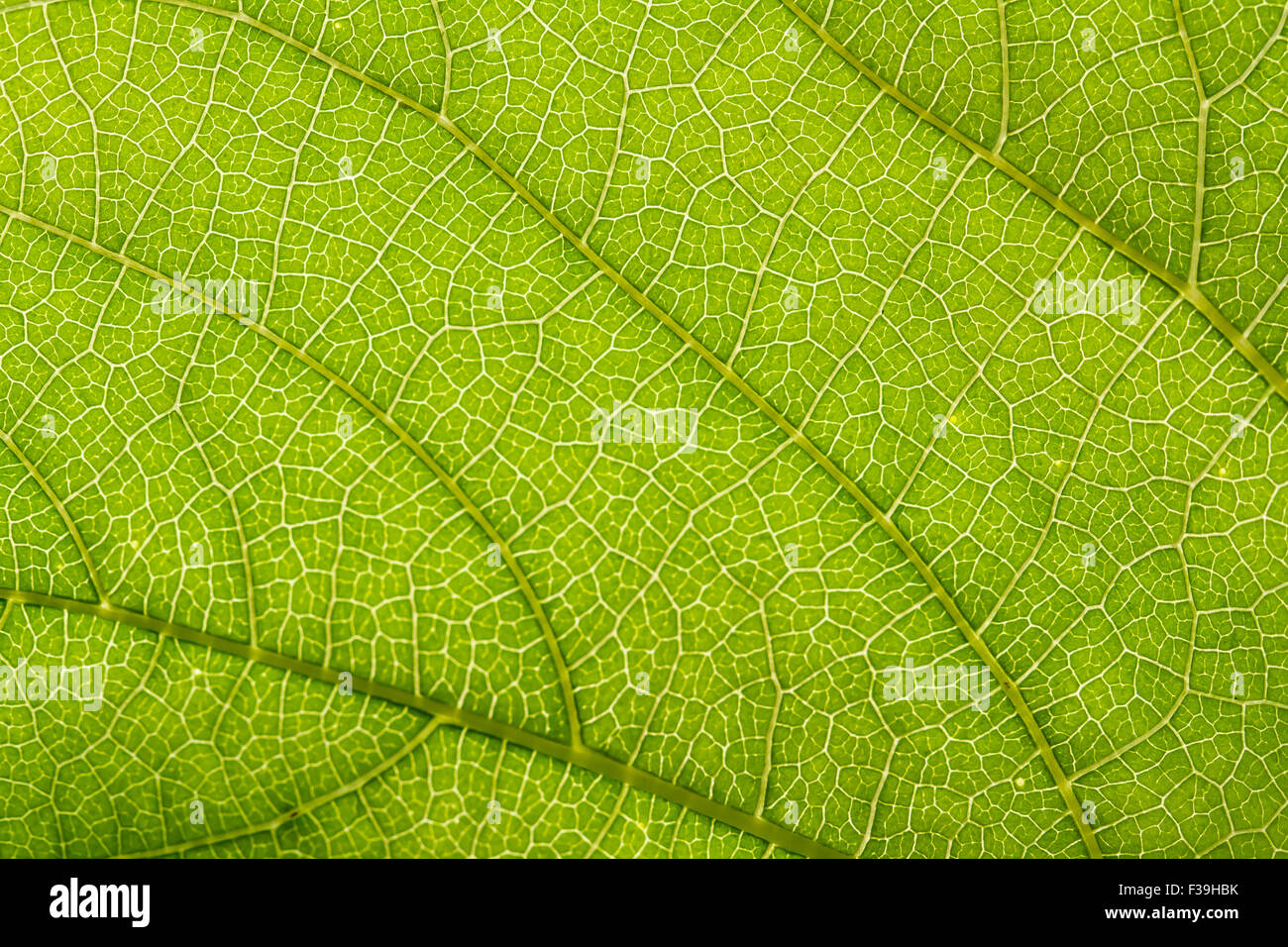 Abstract leaf hi-res stock photography and images - Alamy
